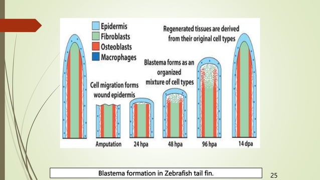 Zebrafish as a Model Organism.pptx