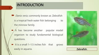 Zebrafish as a Model Organism.pptx