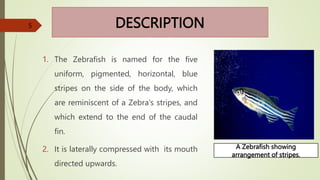 Zebrafish as a Model Organism.pptx