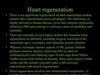 Zebrafish as a model organism for regeneration studies | PPTX