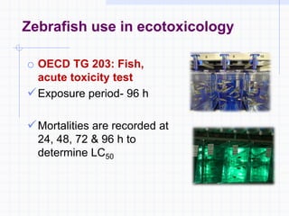 Zebrafish as a model system to study toxicology | PPTX
