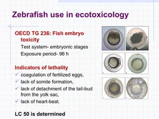 Zebrafish as a model system to study toxicology | PPTX