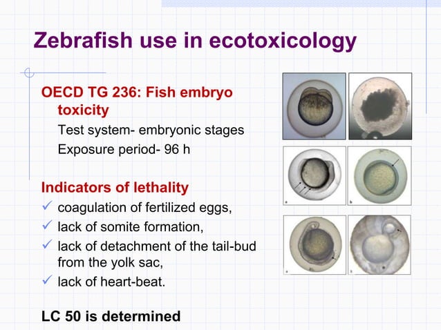 Zebrafish as a model system to study toxicology | PPTX