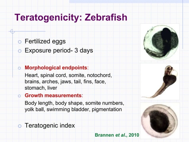 Zebrafish as a model system to study toxicology | PPTX