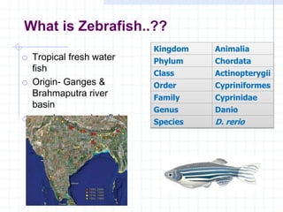 Zebrafish as a model system to study toxicology | PPTX