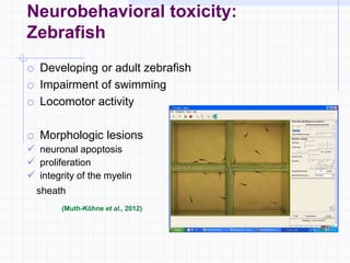 Zebrafish as a model system to study toxicology | PPTX