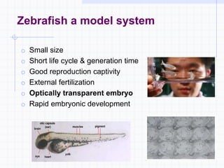 Zebrafish as a model system to study toxicology | PPTX