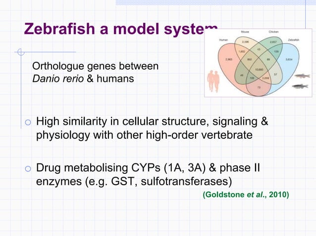Zebrafish as a model system to study toxicology | PPTX