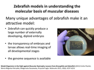 Zebrafish in the fight against muscular dystrophy | PPTX