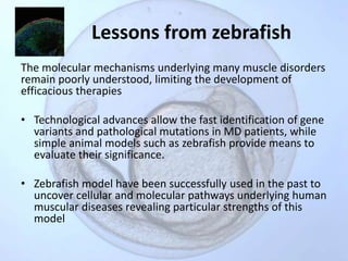 Zebrafish in the fight against muscular dystrophy | PPTX