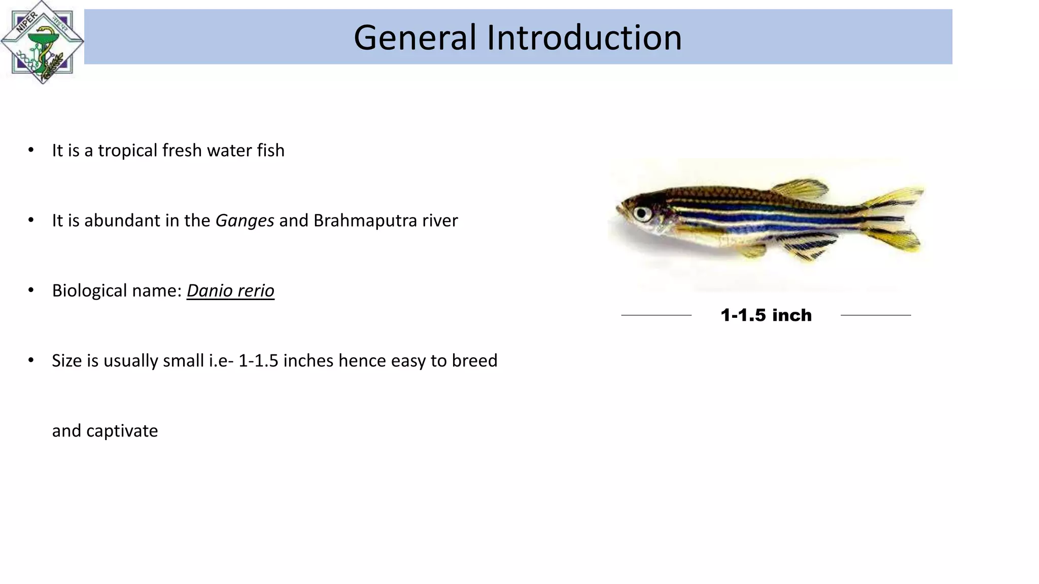 Zebra fish model | PPTX