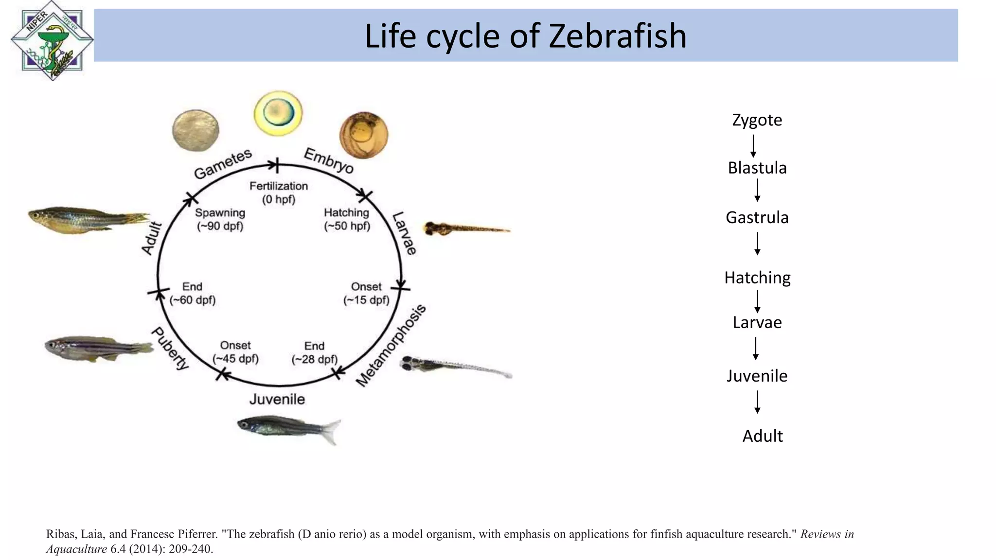 Zebra fish model | PPTX