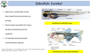 Zebra fish model | PPTX