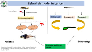 Zebra fish model | PPTX