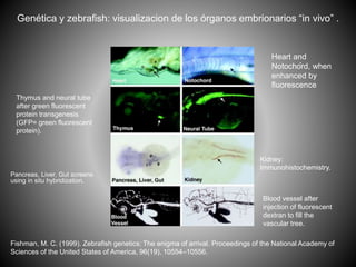 Zebrafish Model & Atherosclerosis | PPSX