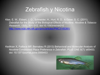 Zebrafish Model & Atherosclerosis | PPSX