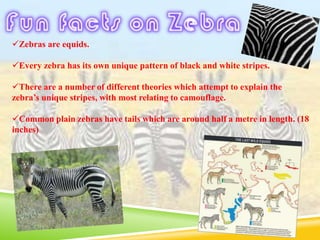 Zebra Group 2E3 | PPT