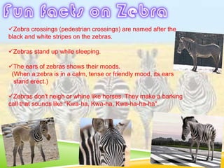 Zebra Group 2E3 | PPT