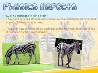 Zebra Group 2E3 | PPTX