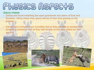 Zebra Group 2E3 | PPT