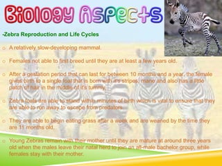 Zebra Group 2E3 | PPT