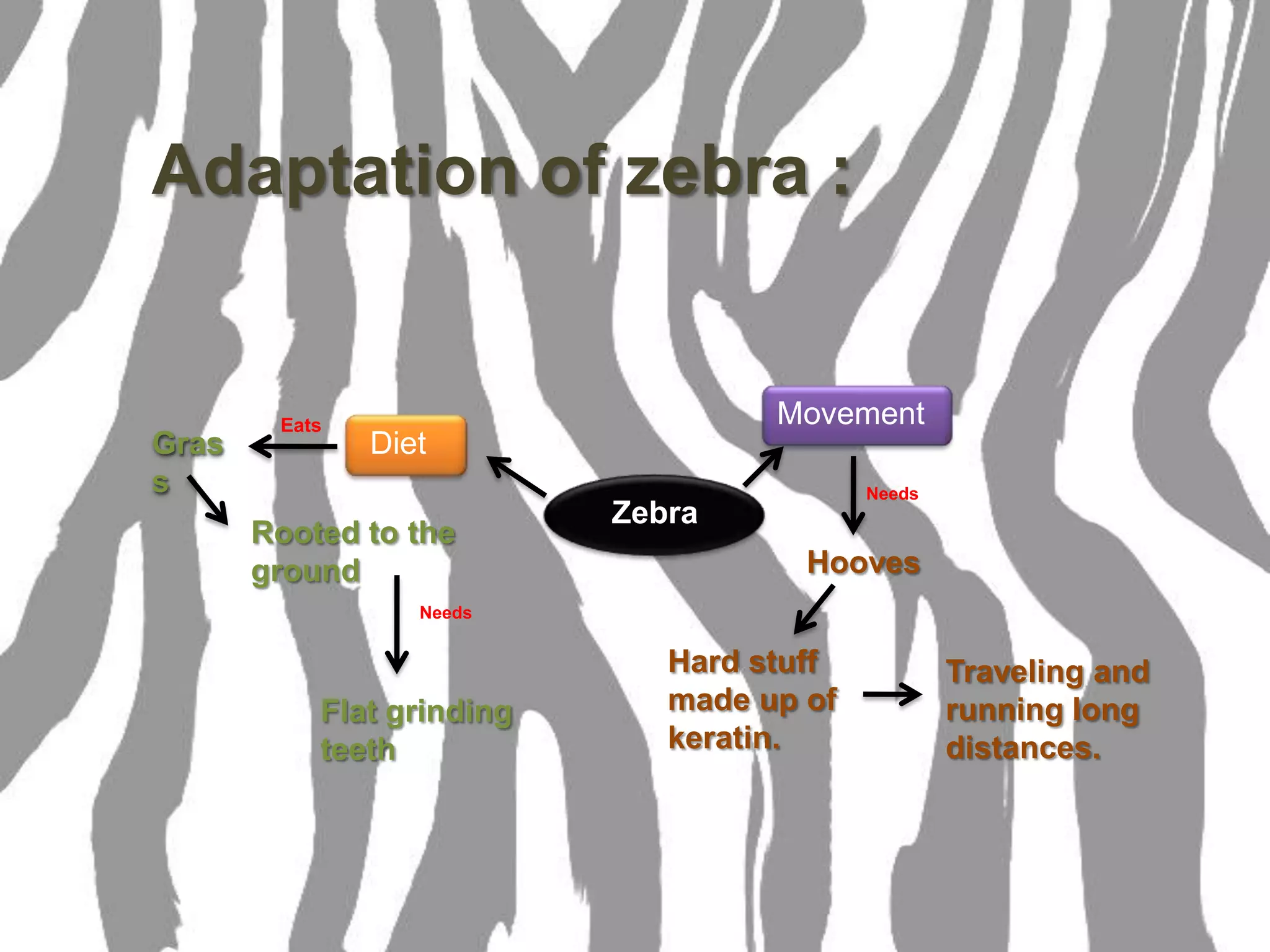 Zebra mind map_ray | PPTX