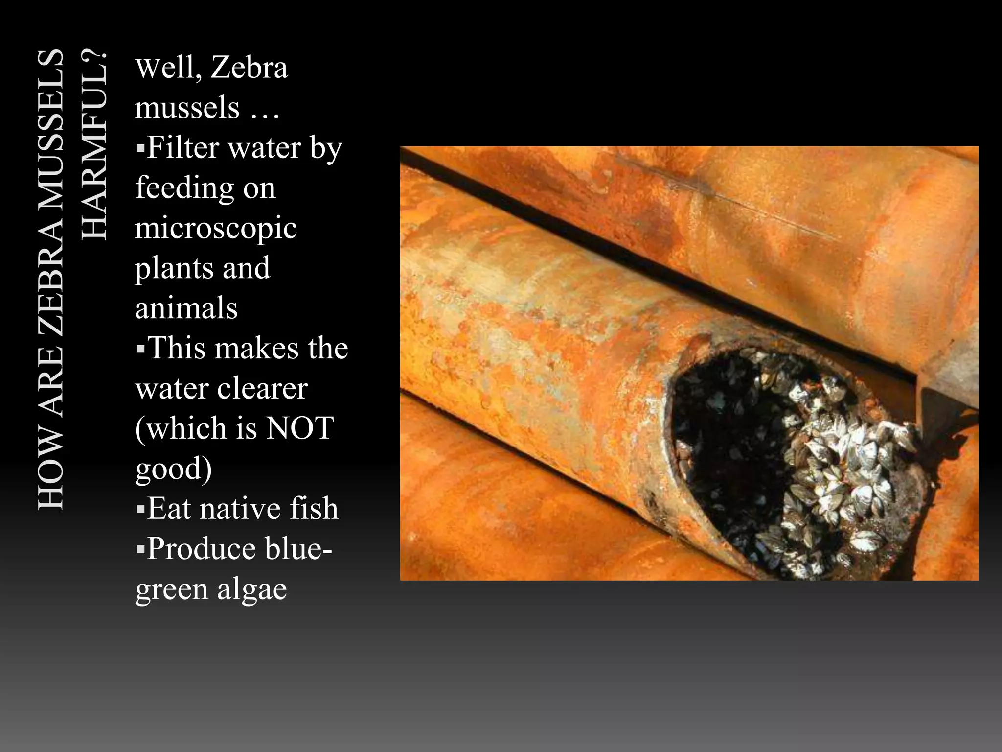 Zebra mussel.pptxcelia | PPTX