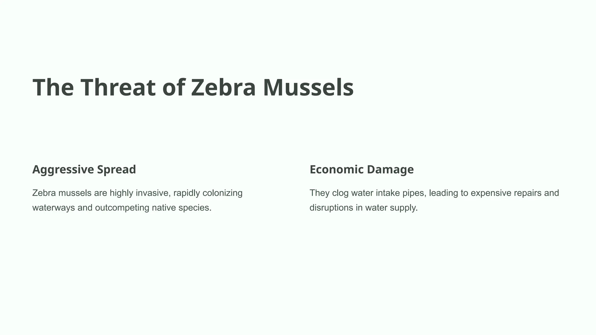 Zebra Mussel Infestation Protect Waterways with Invasive Species ...