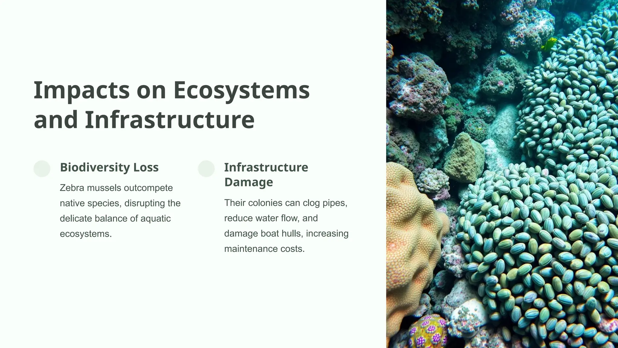 Zebra Mussel Infestation Protect Waterways with Invasive Species ...