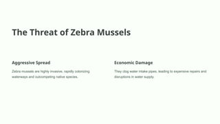 Zebra Mussel Infestation Protect Waterways with Invasive Species ...