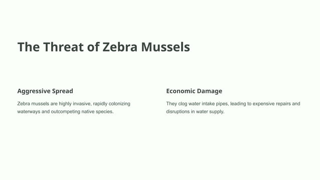 Zebra Mussel Infestation Protect Waterways with Invasive Species ...