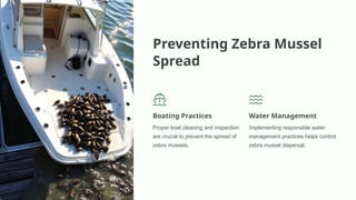 Zebra Mussel Infestation Protect Waterways with Invasive Species ...
