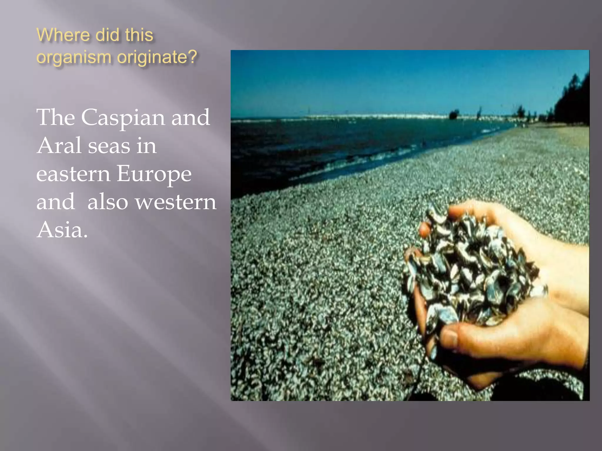 Zebra mussels.pptx by sophie | PPTX