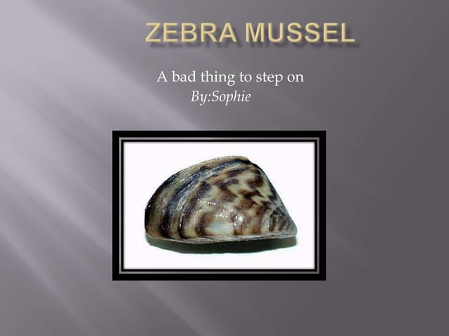 Zebra mussels.pptx by sophie | PPT