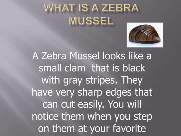 Zebra mussels.pptx by sophie | PPT