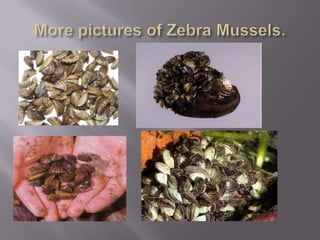 Zebra mussels.pptx by sophie | PPTX