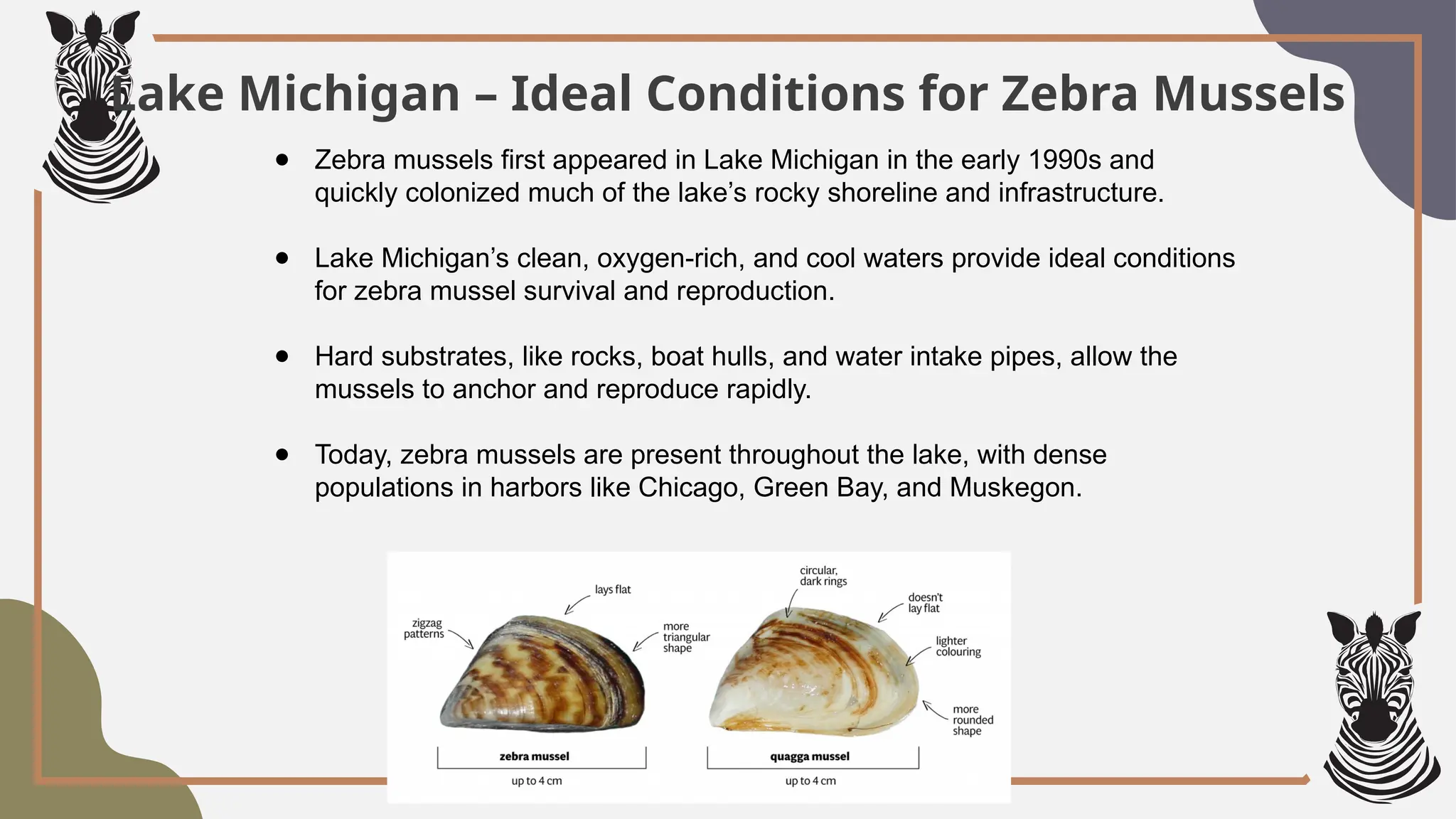 Zebra mussels in the great lake presentation AP environmental .pptx
