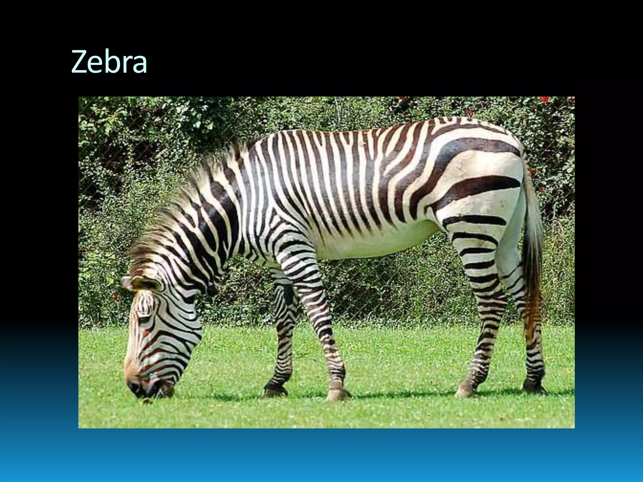 Zebra powerpoint | PPTX
