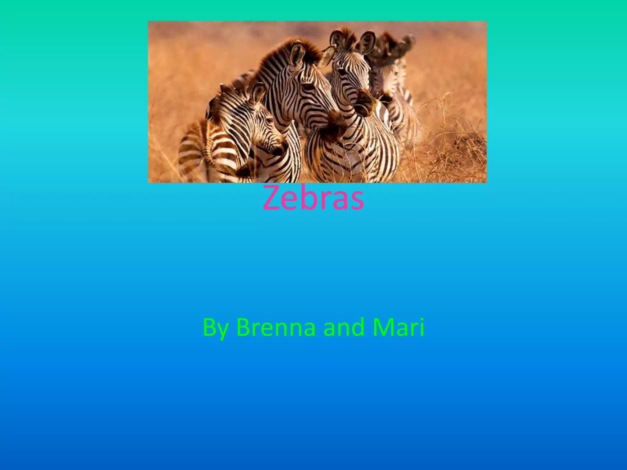 Zebras | PPTX