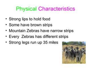 Zebras | PPT