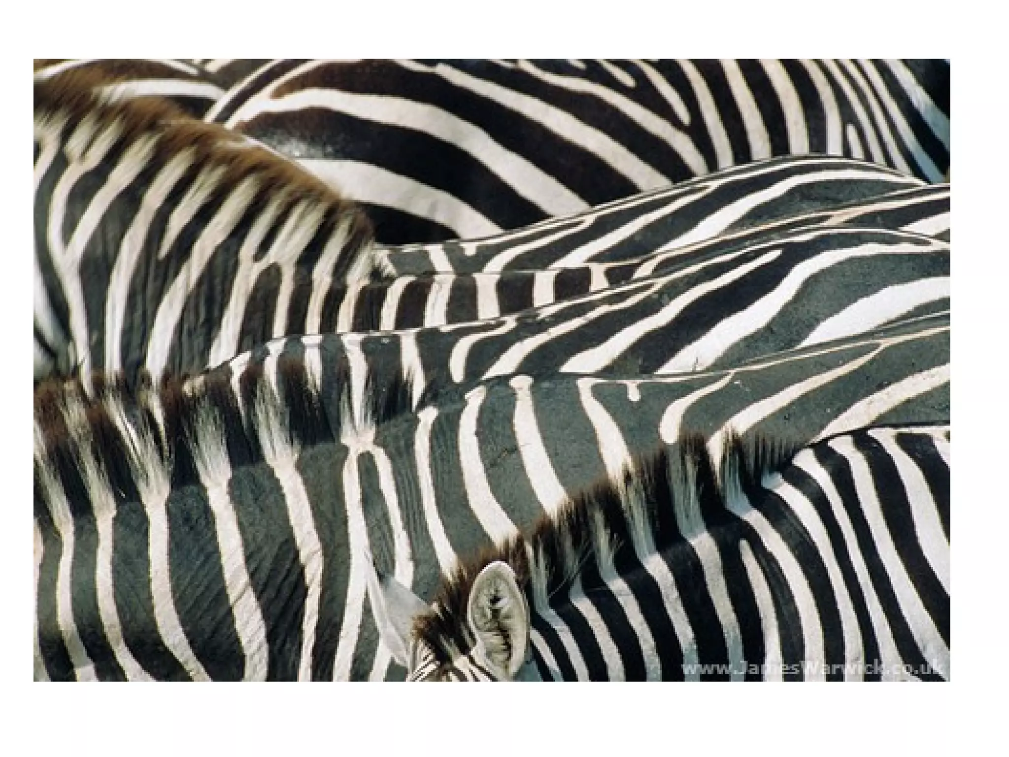 Zebra stripes | PPT