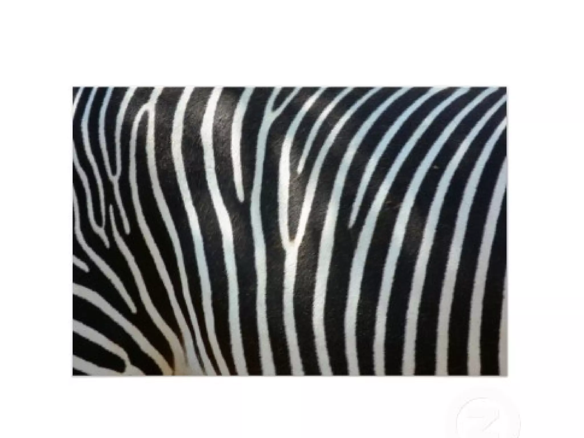 Zebra stripes | PPT