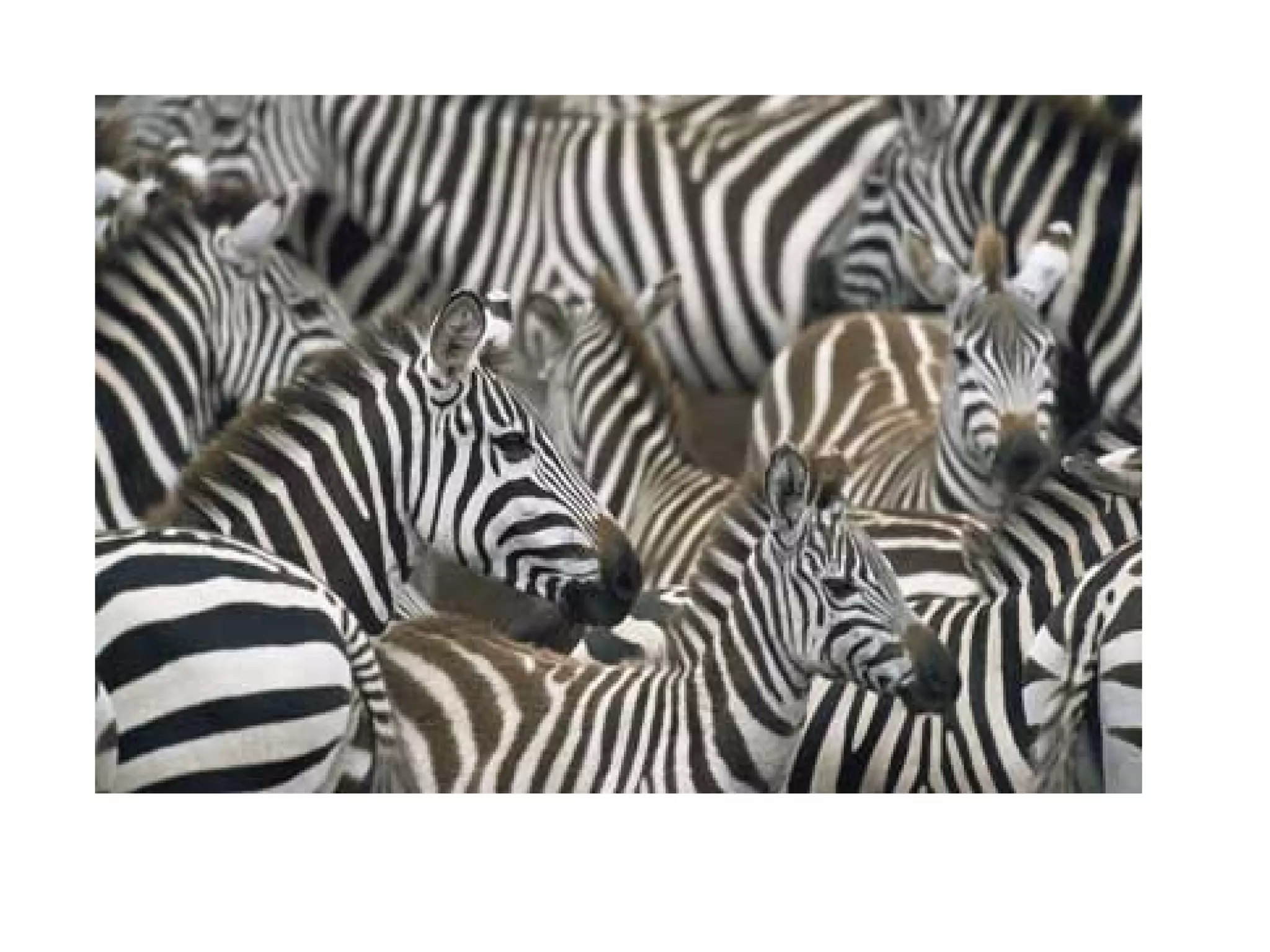 Zebra stripes | PPT