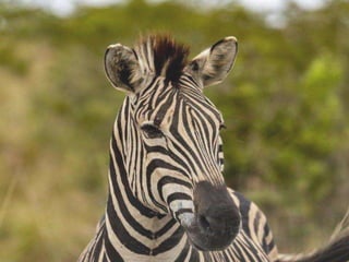 Zebre | PPTX