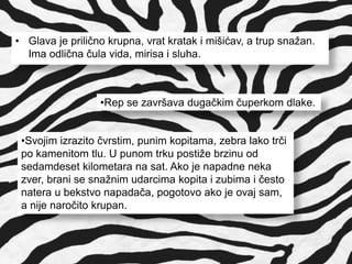Zebre | PPTX
