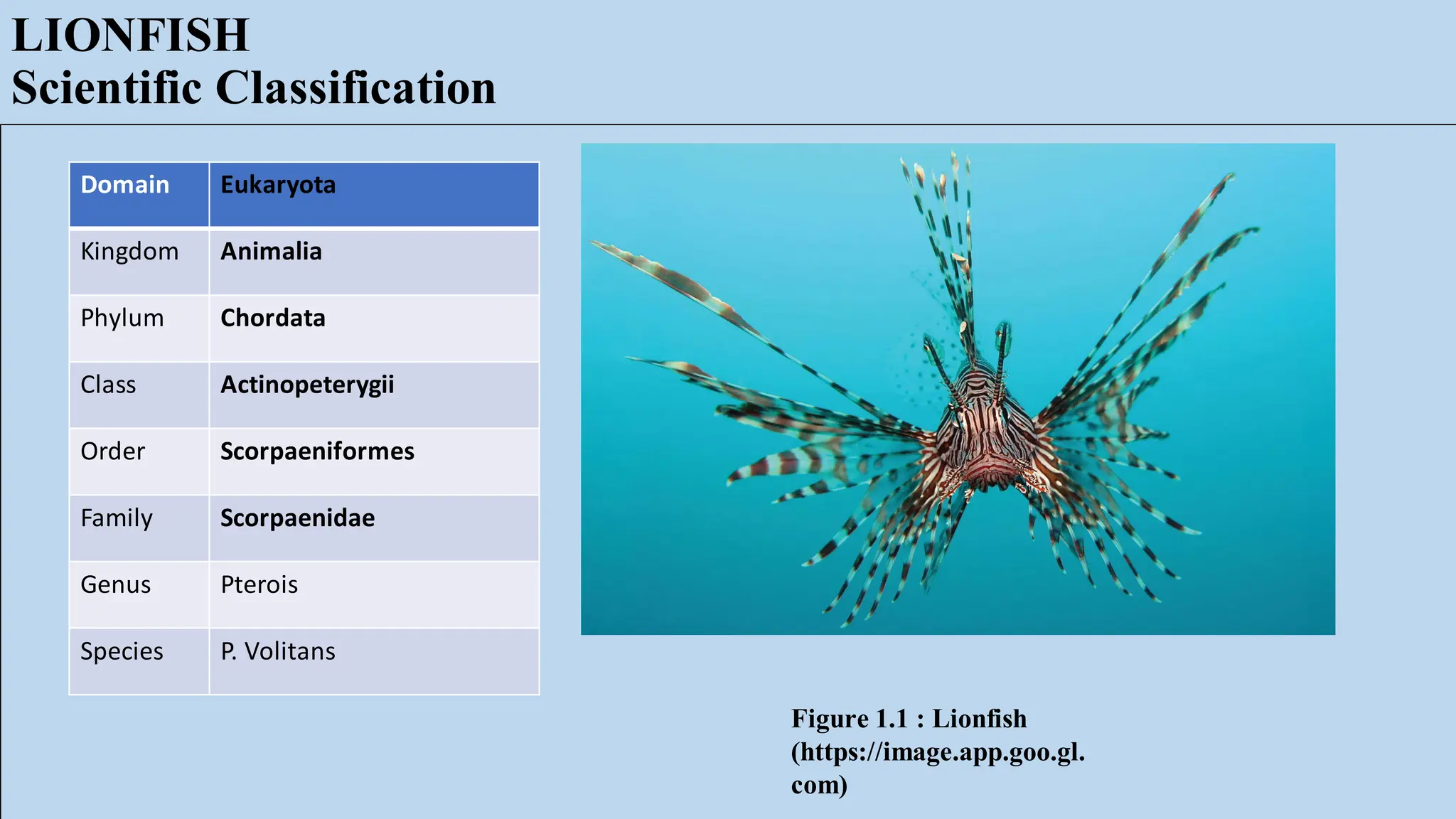 Lion fish and its meristic characteristics | PDF
