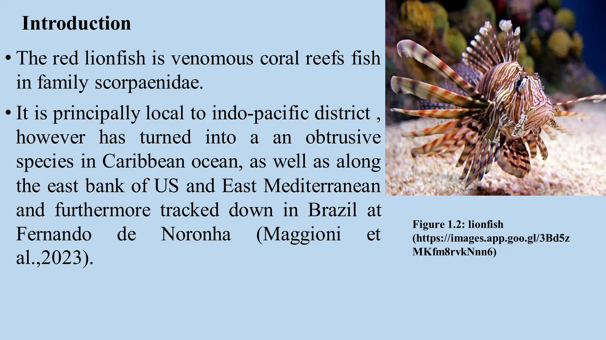 Lion fish and its meristic characteristics | PDF