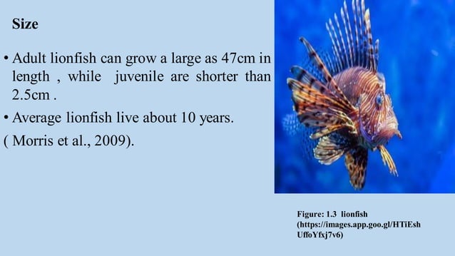 Lion fish and its meristic characteristics | PDF | Zoos & Aquariums ...