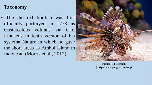 Lion fish and its meristic characteristics | PDF | Zoos & Aquariums ...