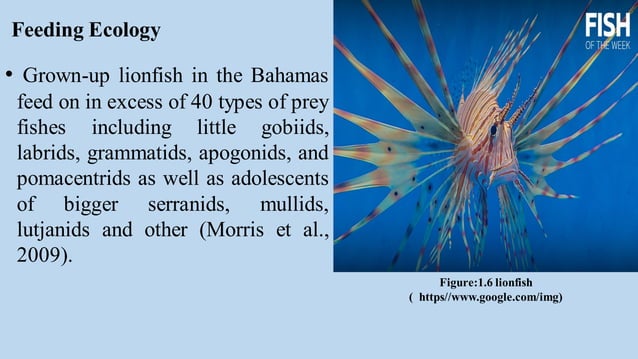 Lion fish and its meristic characteristics | PDF | Zoos & Aquariums ...